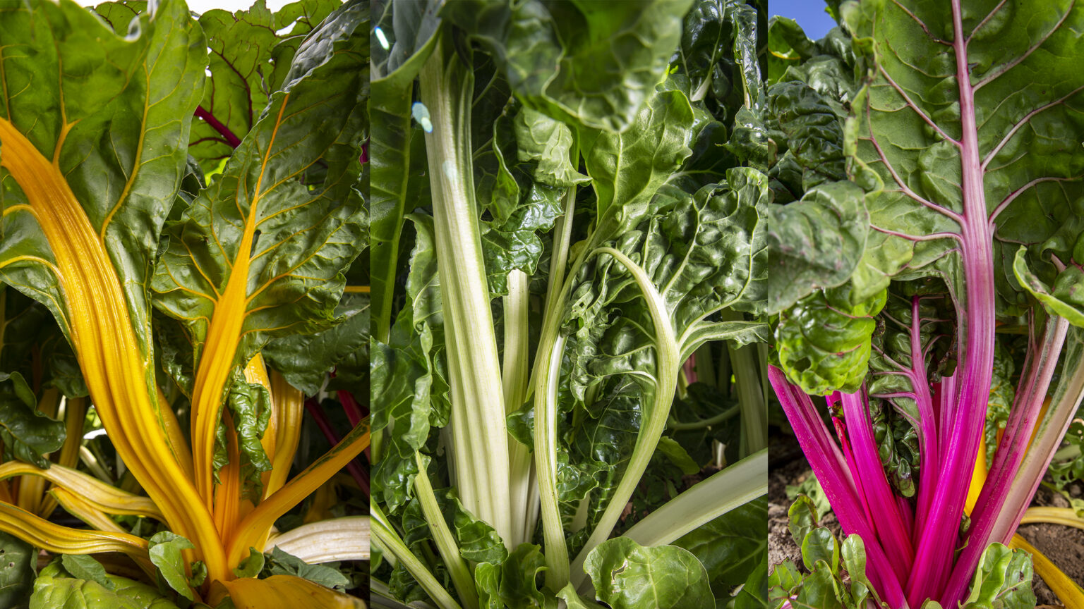 Swiss Chard Chips - Rancho La Puerta