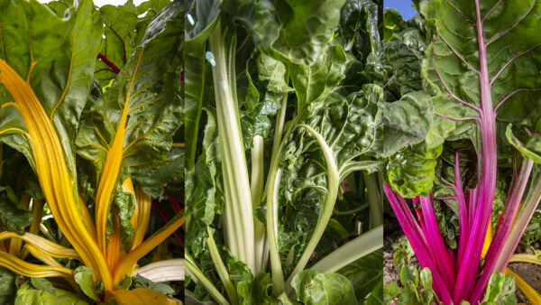 Swiss Chard Chips - Rancho La Puerta